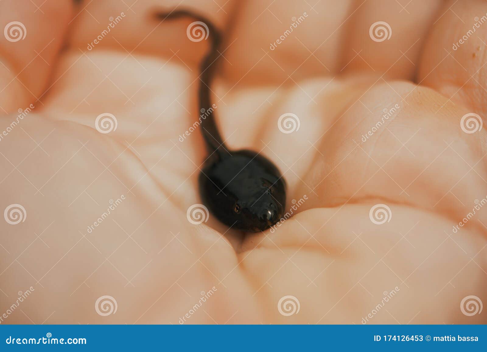 Tadpole stock image. Image of autumn, seasons, spring - 174126453