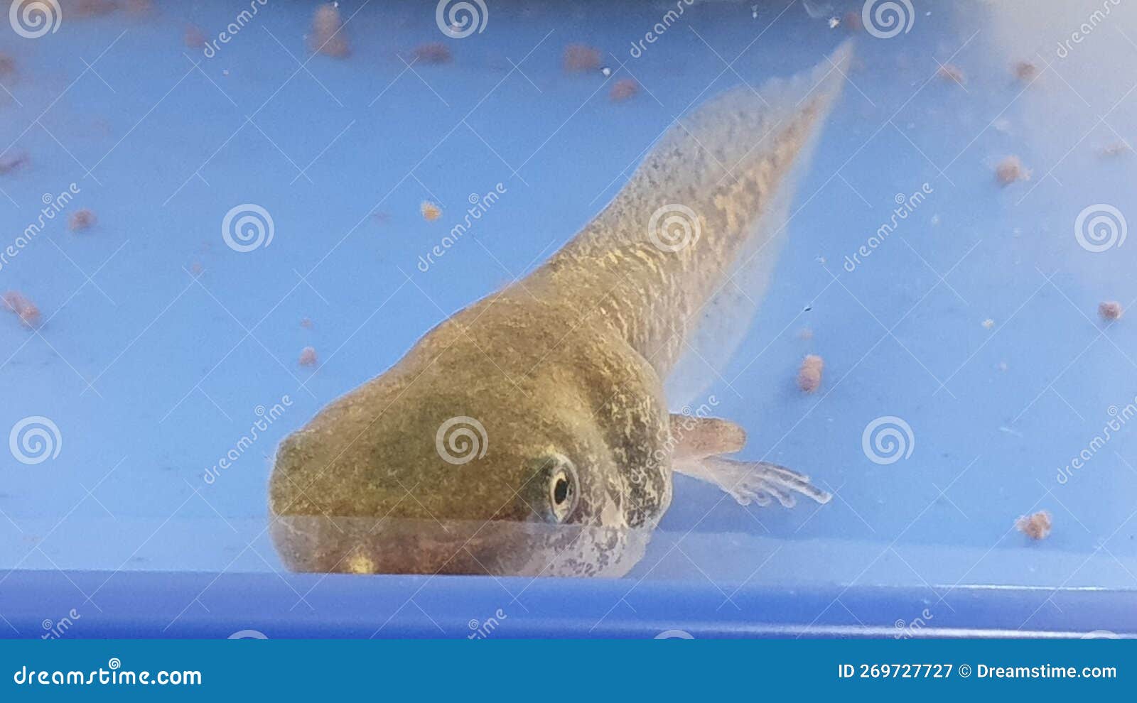 Tadpole with hind legs stock image. Image of cycle, life - 269727727