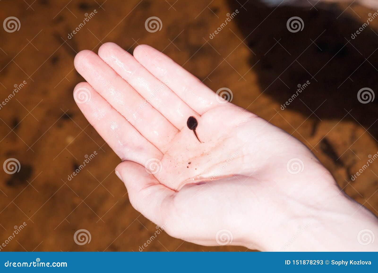 Tadpole on human hand stock image. Image of amphibian - 151878293
