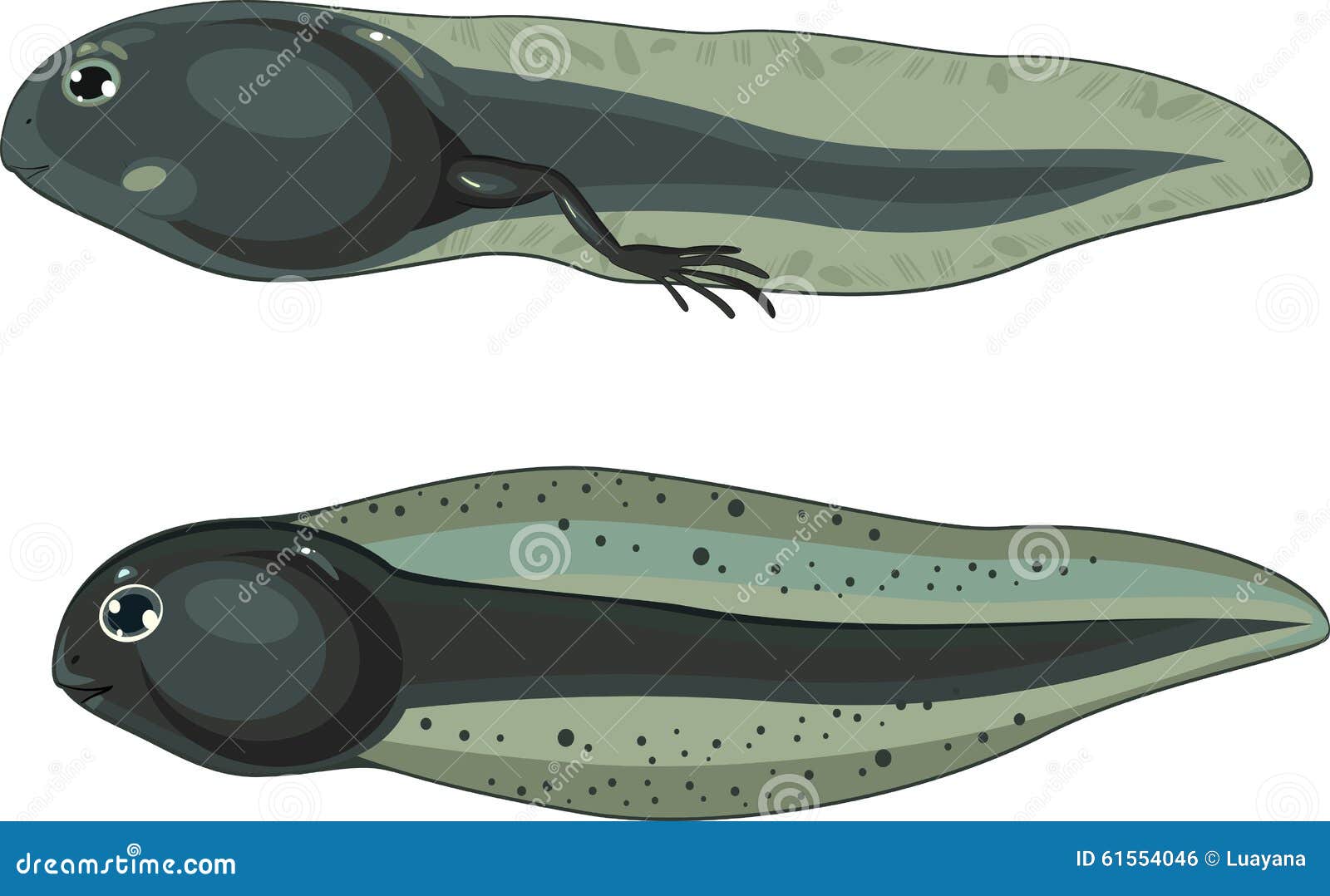 Tadpole Cartoons, Illustrations & Vector Stock Images - 1866 Pictures ...