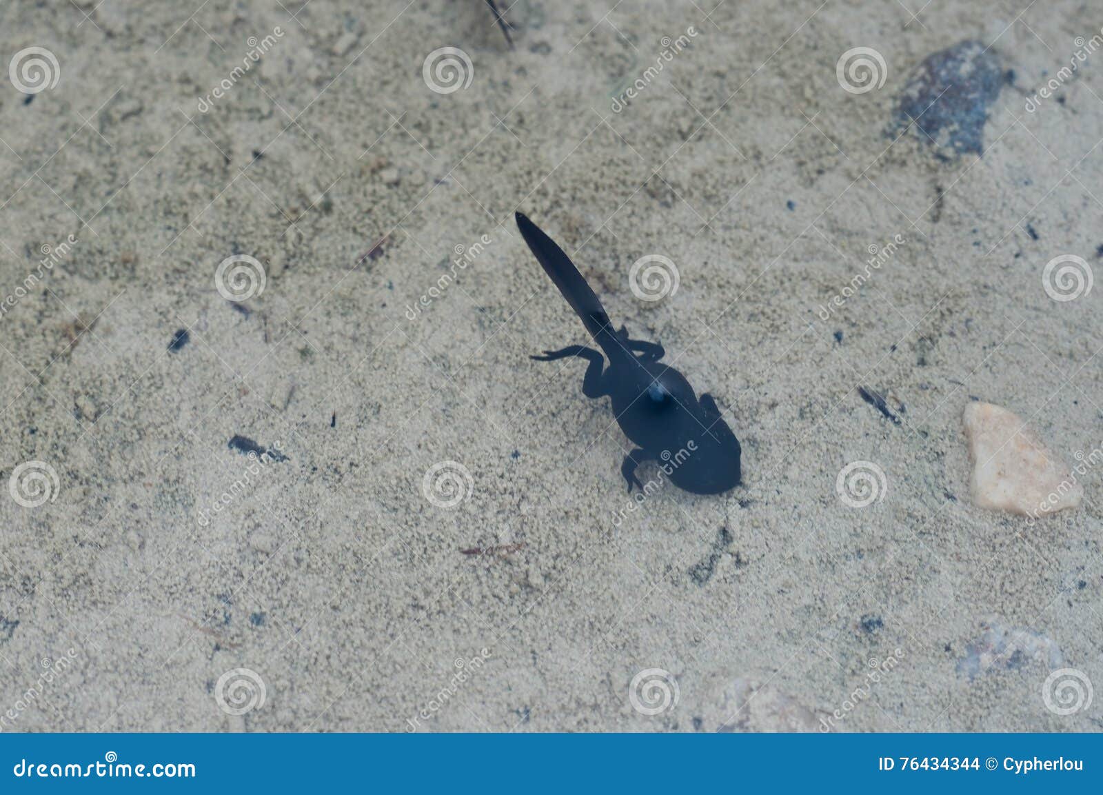Tadpole with legs swims stock photo. Image of overlook - 76434344