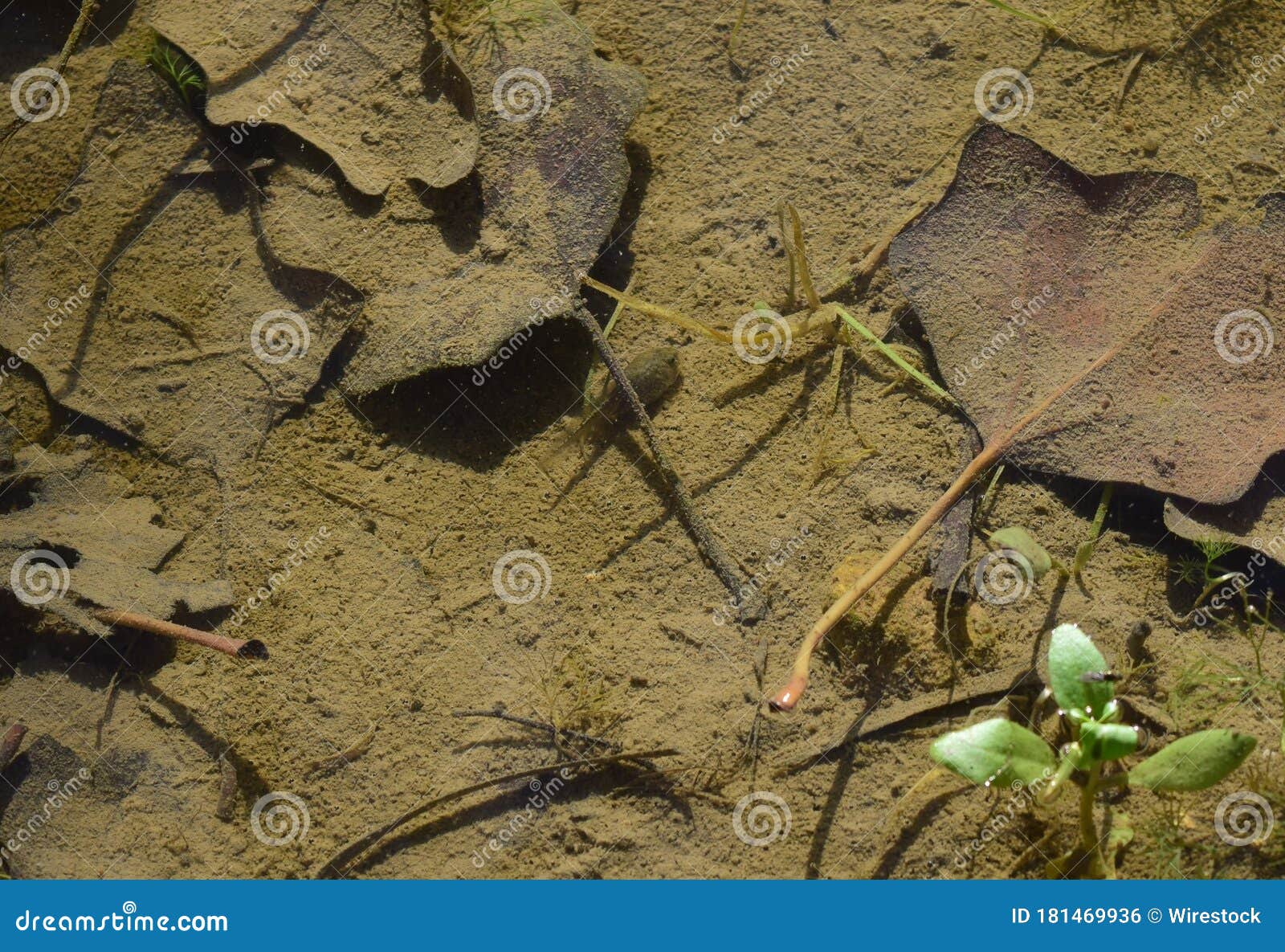 Tadpole of Mediterranean Painted Frog Resting in the Water Pool Stock ...