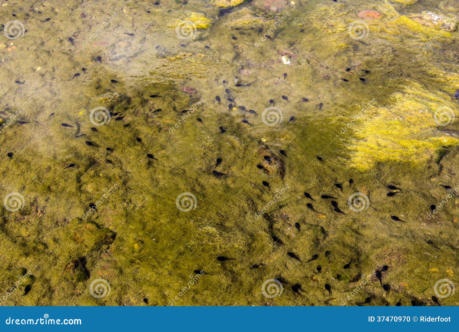 Tadpole stock photo. Image of swarm, herpetology, polliwog - 37470970