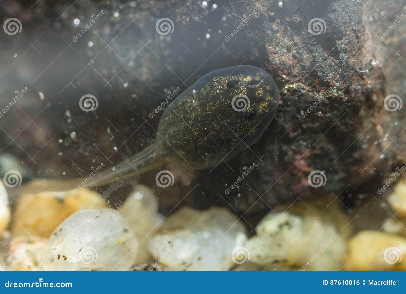 Tadpole stock photo. Image of green, fauna, closeup, common - 87610016