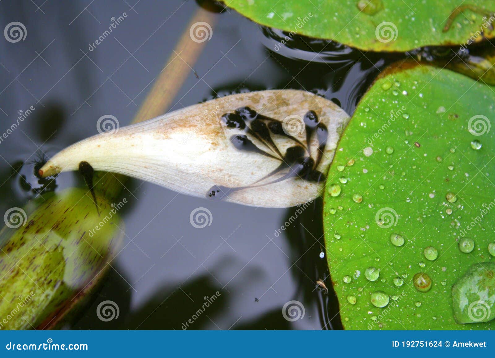 Tadpole Swimming in the Pond Stock Photo - Image of contrast, beautiful ...