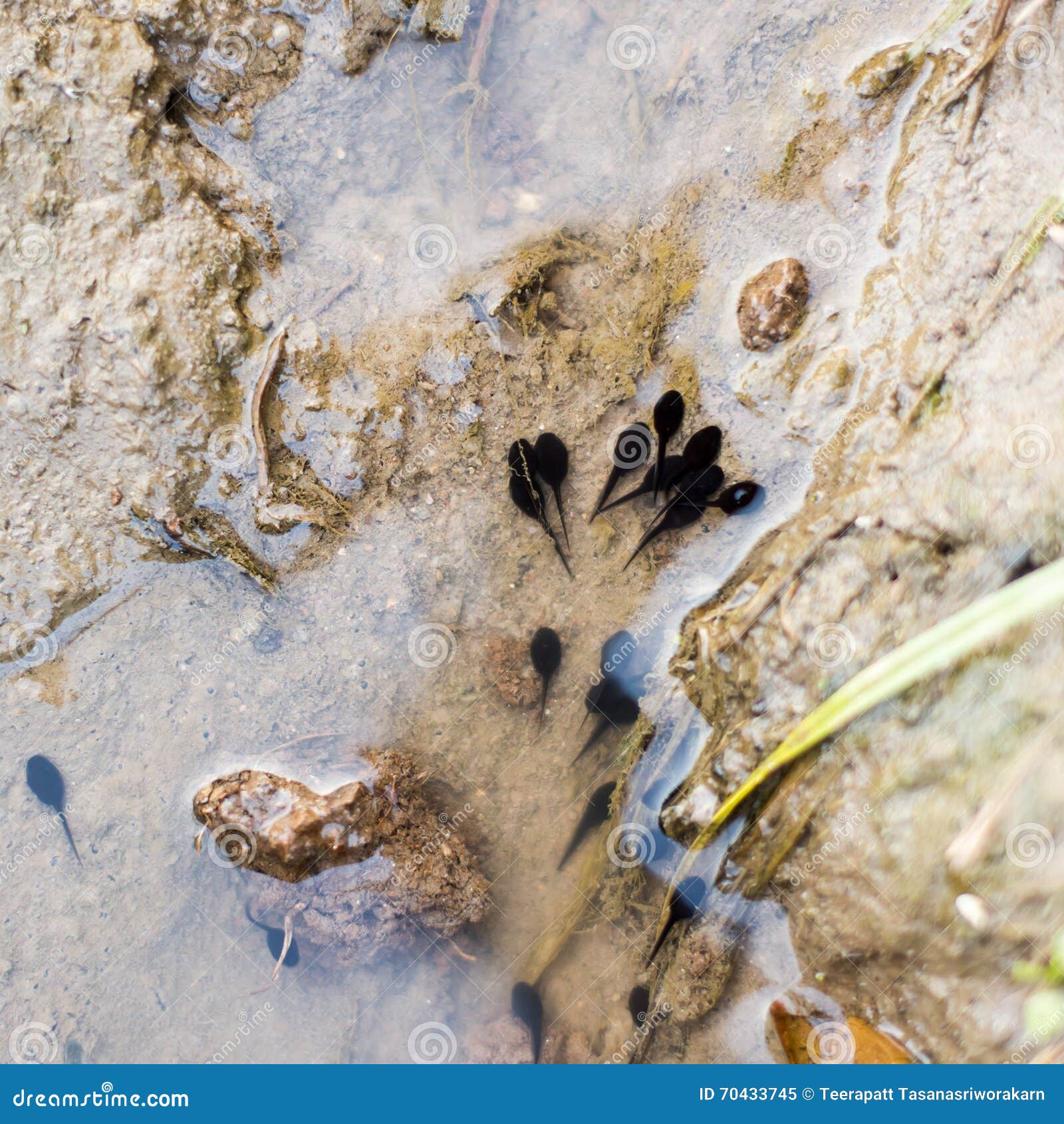 Tadpole stock image. Image of outdoors, animal, group - 70433745