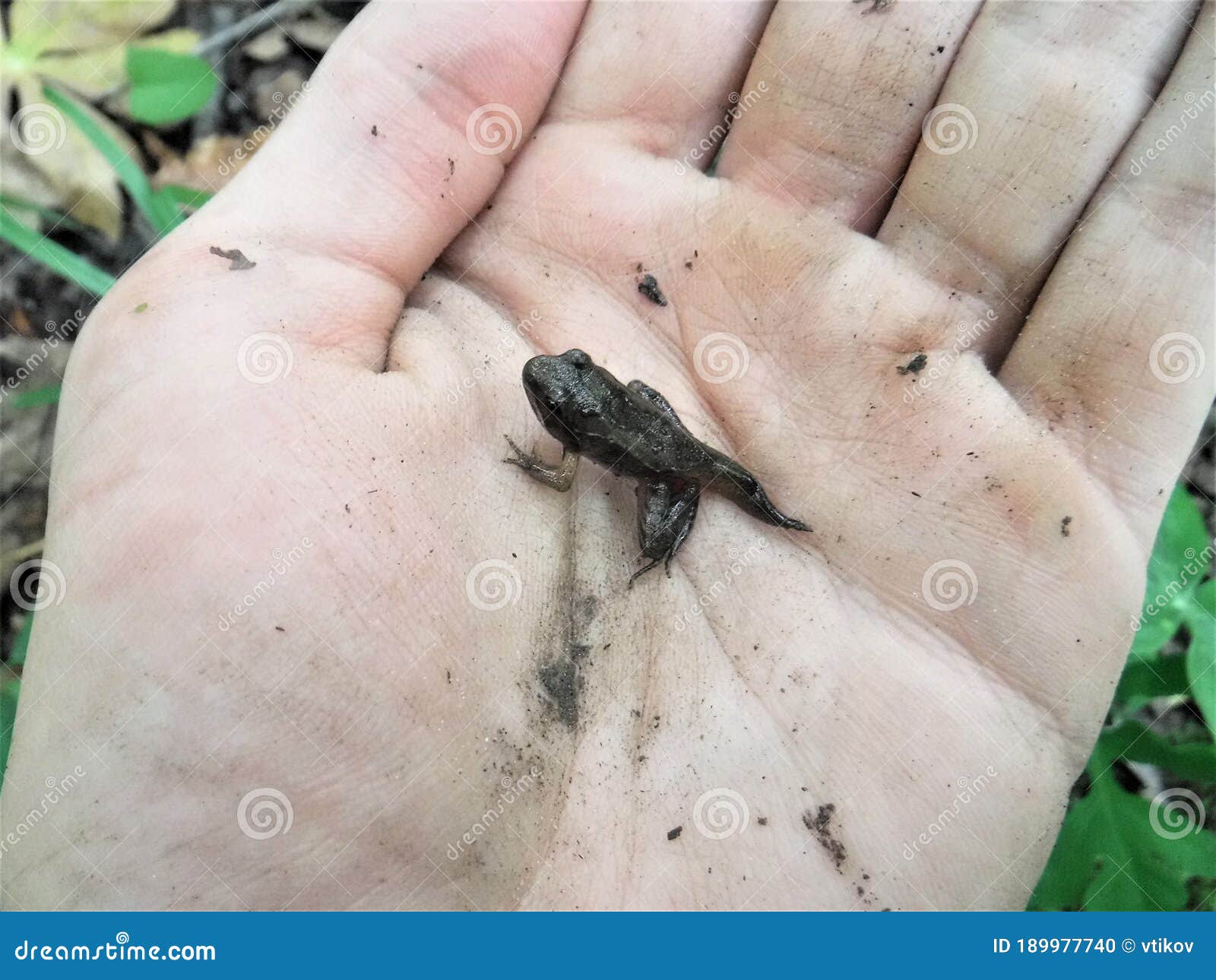 A Tadpole Turning into a Frog Stock Photo - Image of tadpole, froggy ...
