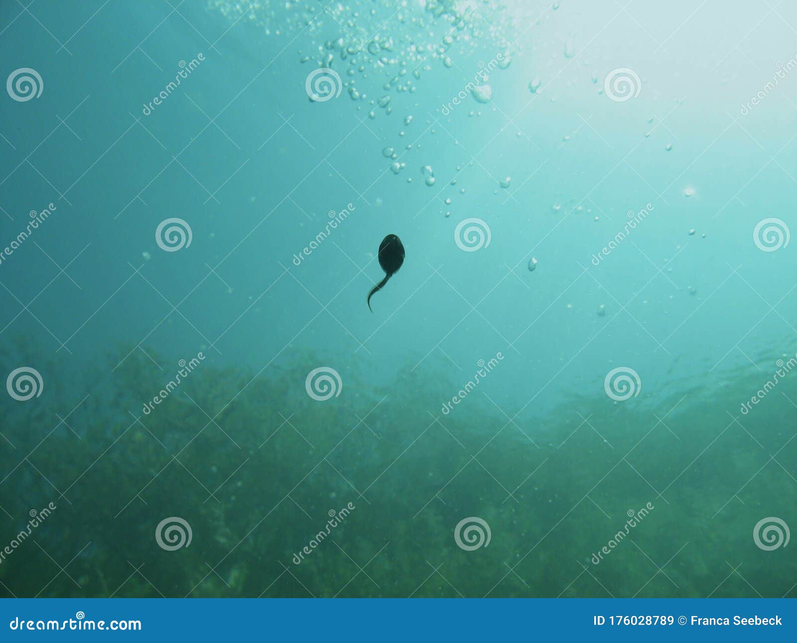 Tadpole Underwater in Freshwater Lake Stock Image - Image of fish ...