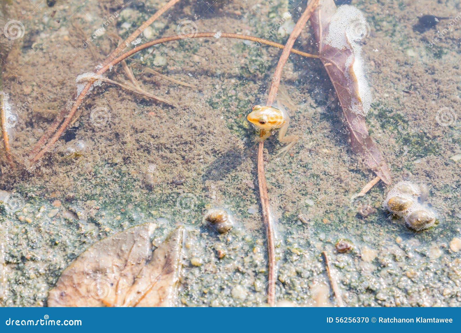 The tadpole stock photo. Image of ecosystem, amphibian - 56256370