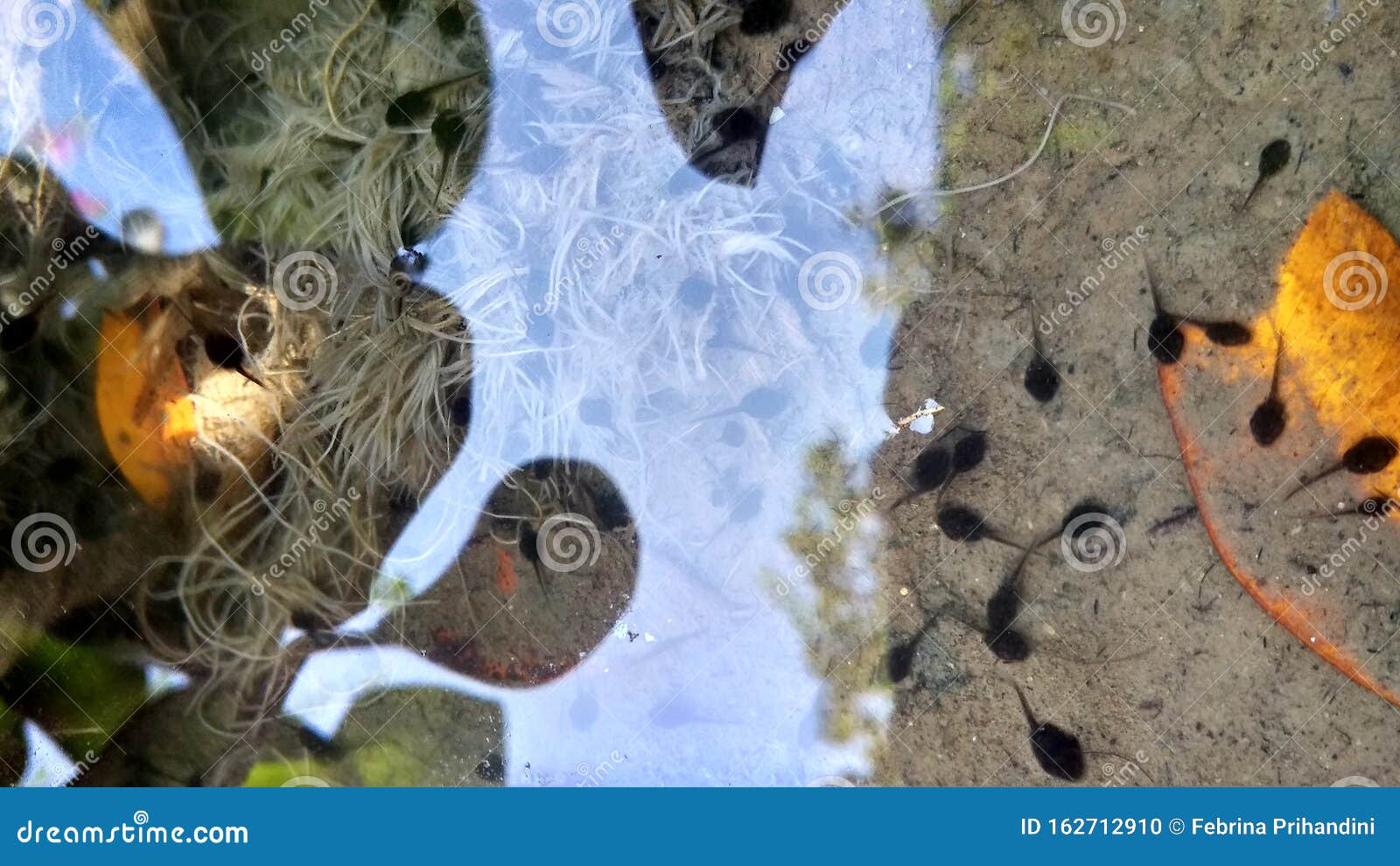 Tadpole in Water and between Water Hyacinth Stock Photo - Image of ...