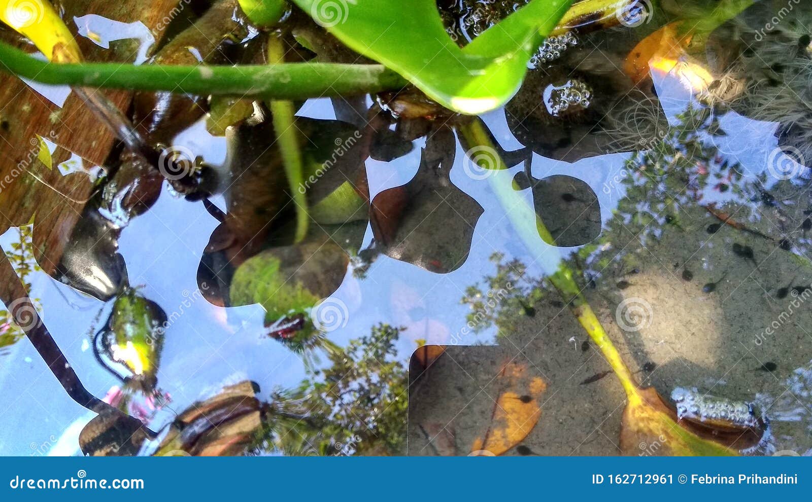 Tadpole in Water and between Water Hyacinth Stock Image - Image of ...
