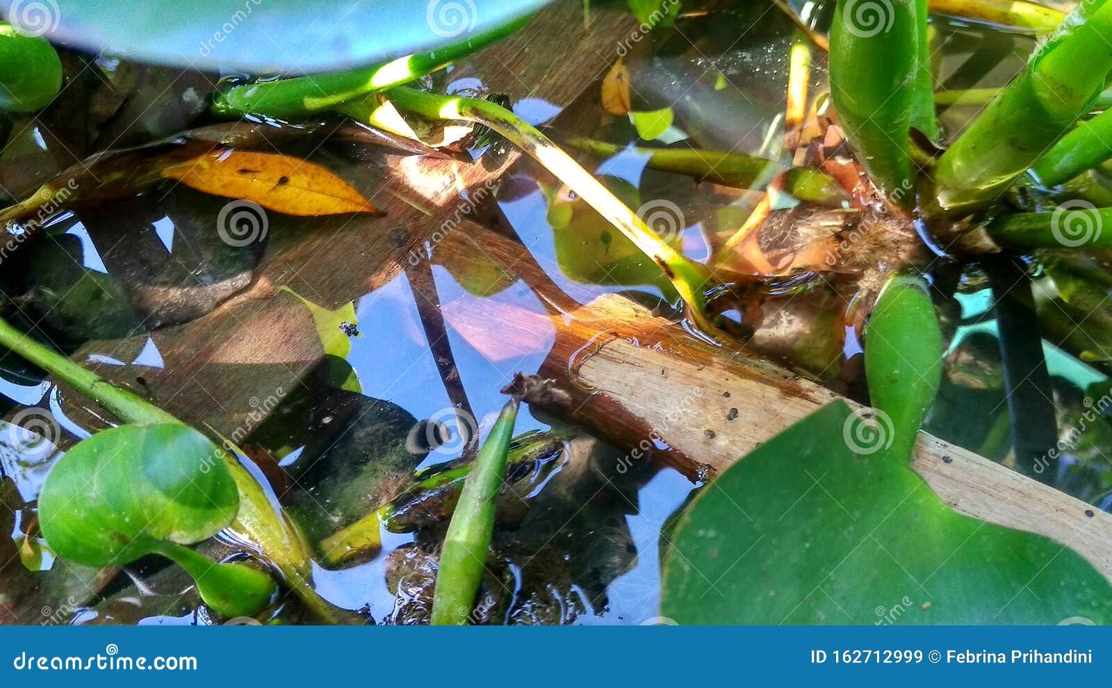 Tadpole in Water and between Water Hyacinth Stock Image - Image of ...