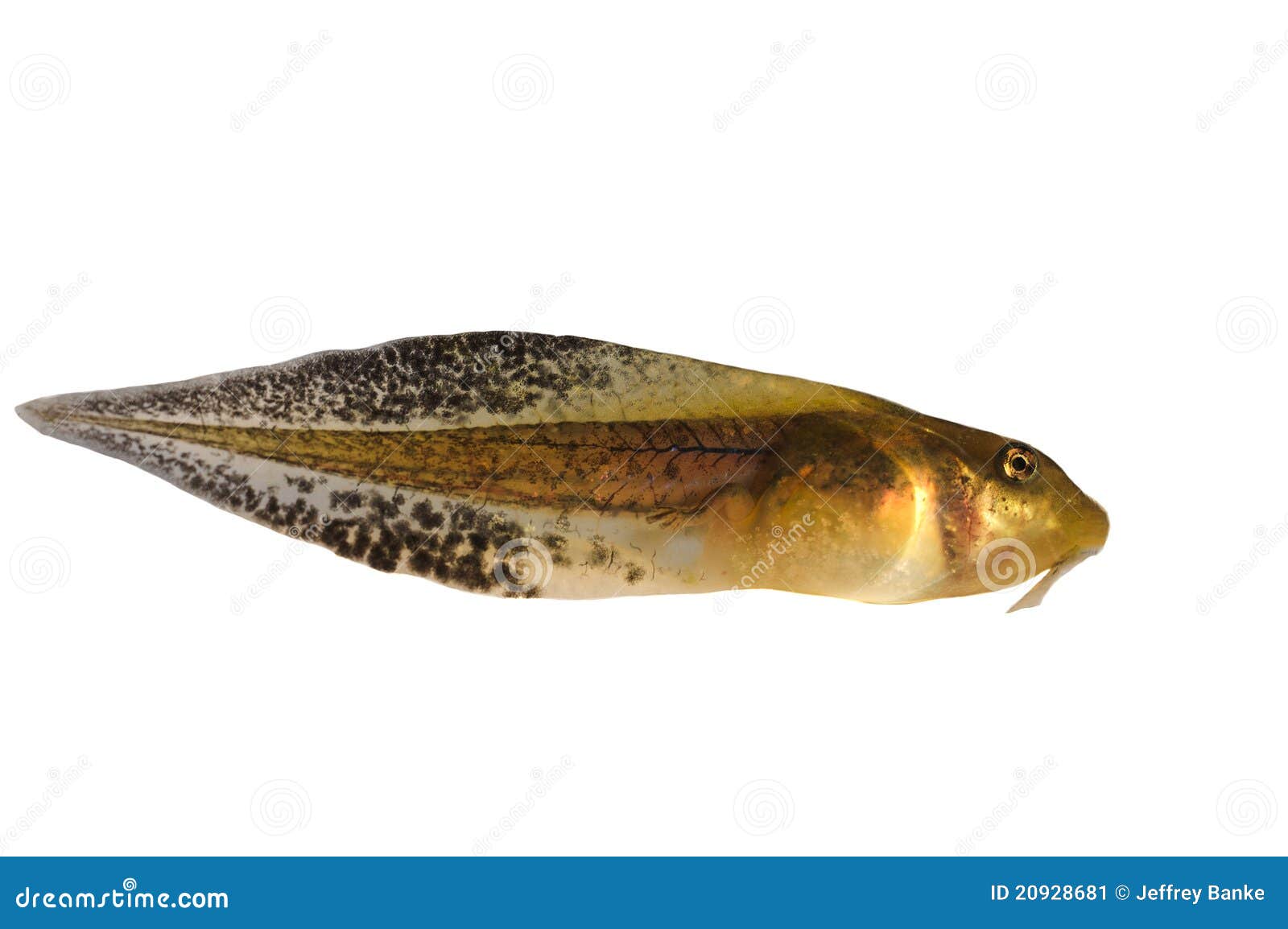 Tadpole Identification