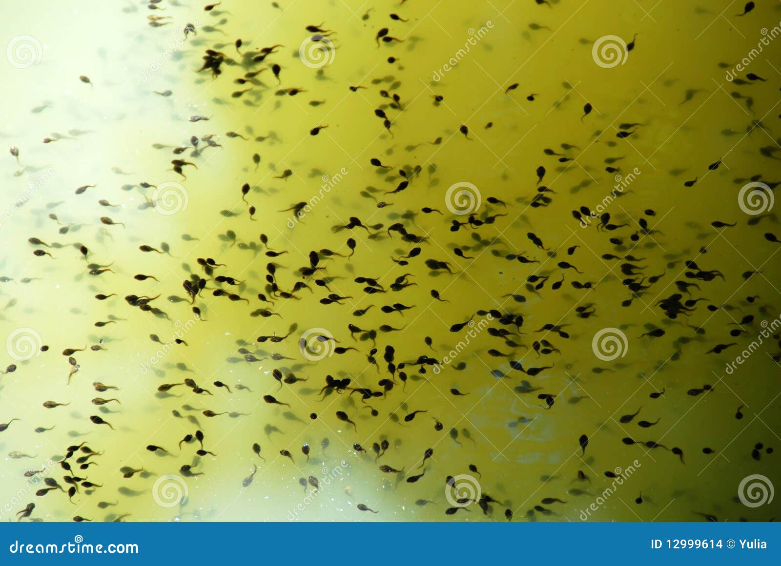 Tadpoles Stock Photography | CartoonDealer.com #12999614