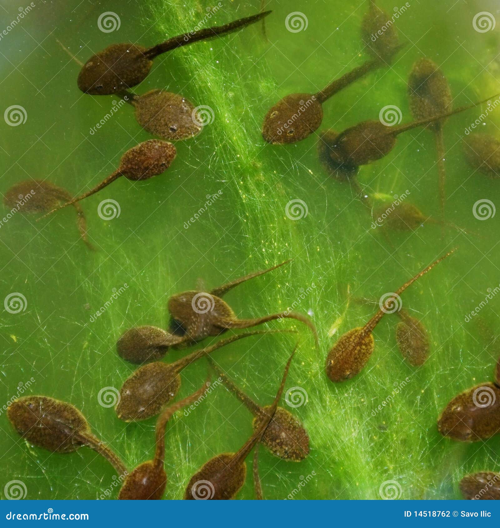 Tadpoles stock photo. Image of season, wildlife, tiny - 14518762