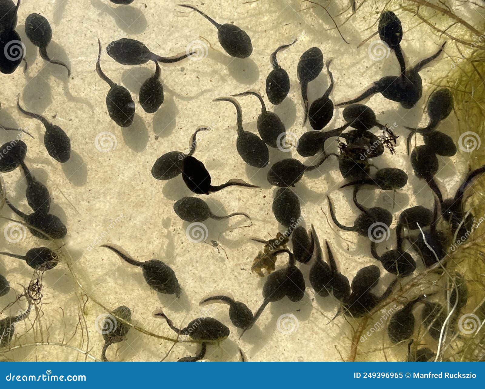 Tadpoles, bufo stock image. Image of frog, spawn, amphibian - 249396965