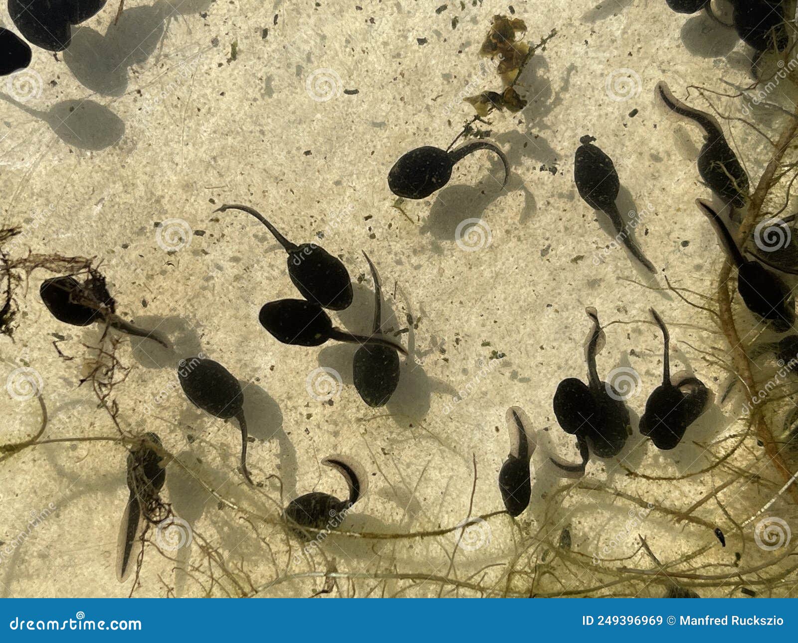 Tadpoles, bufo stock image. Image of bufo, vertebrate - 249396969