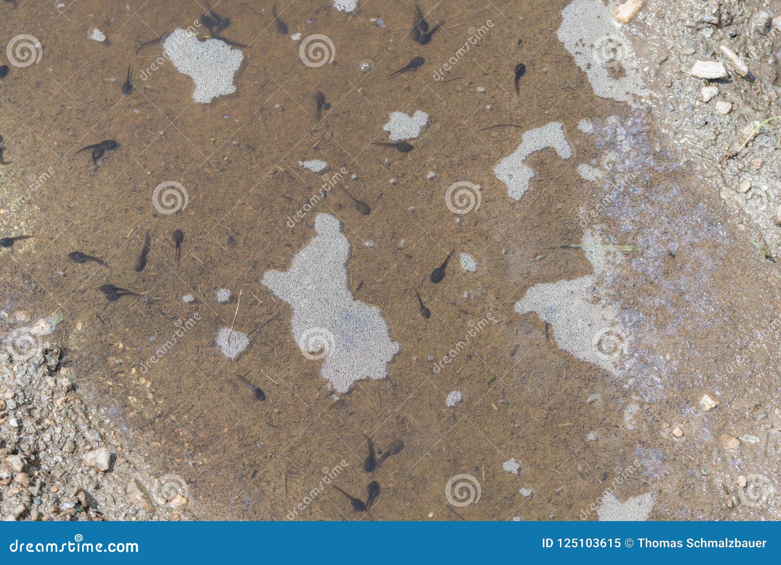 Tadpoles in a Dirty Puddle of Water Stock Image - Image of natural ...