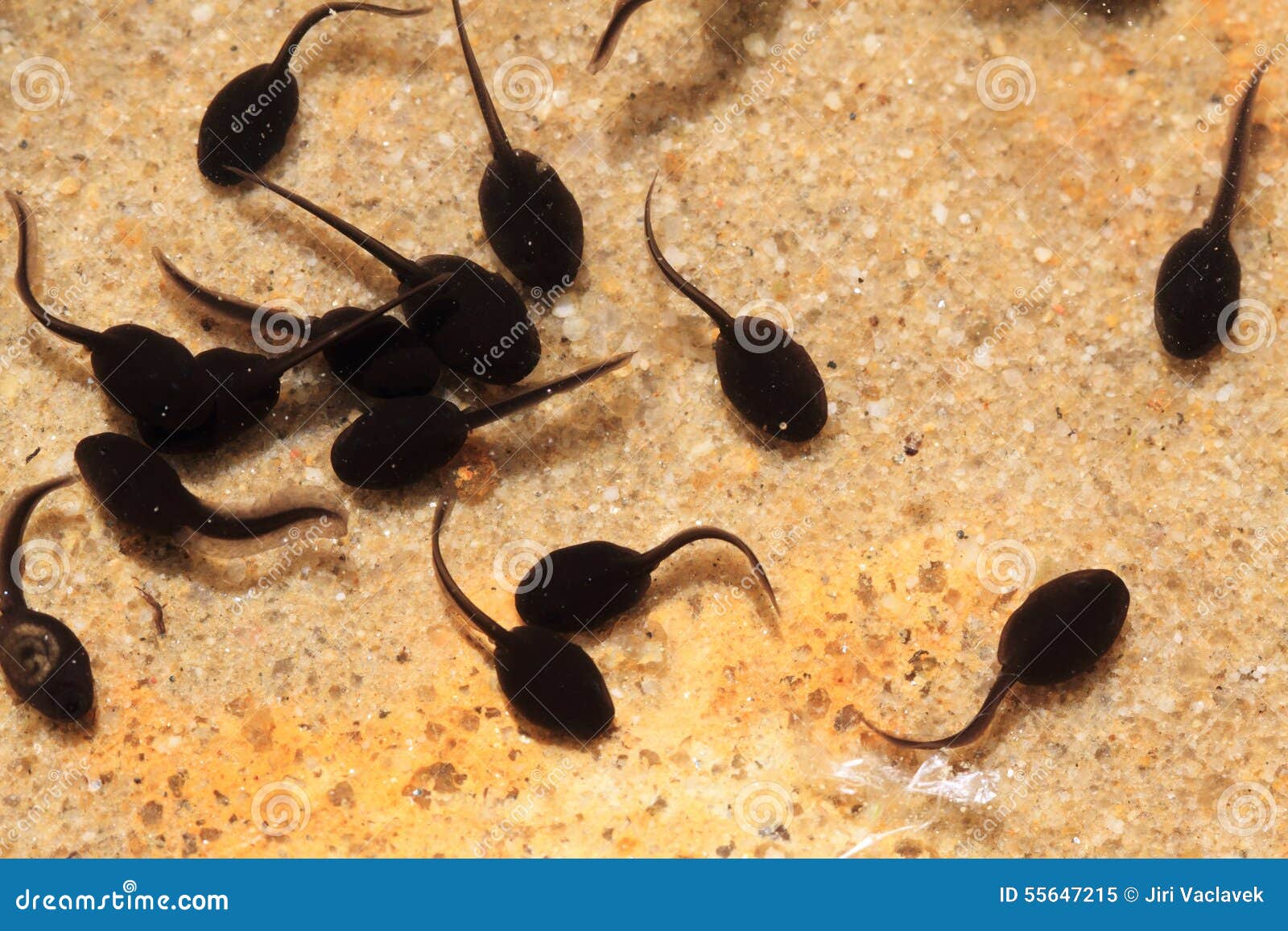 Tadpoles In The Water Royalty-Free Stock Photography | CartoonDealer ...