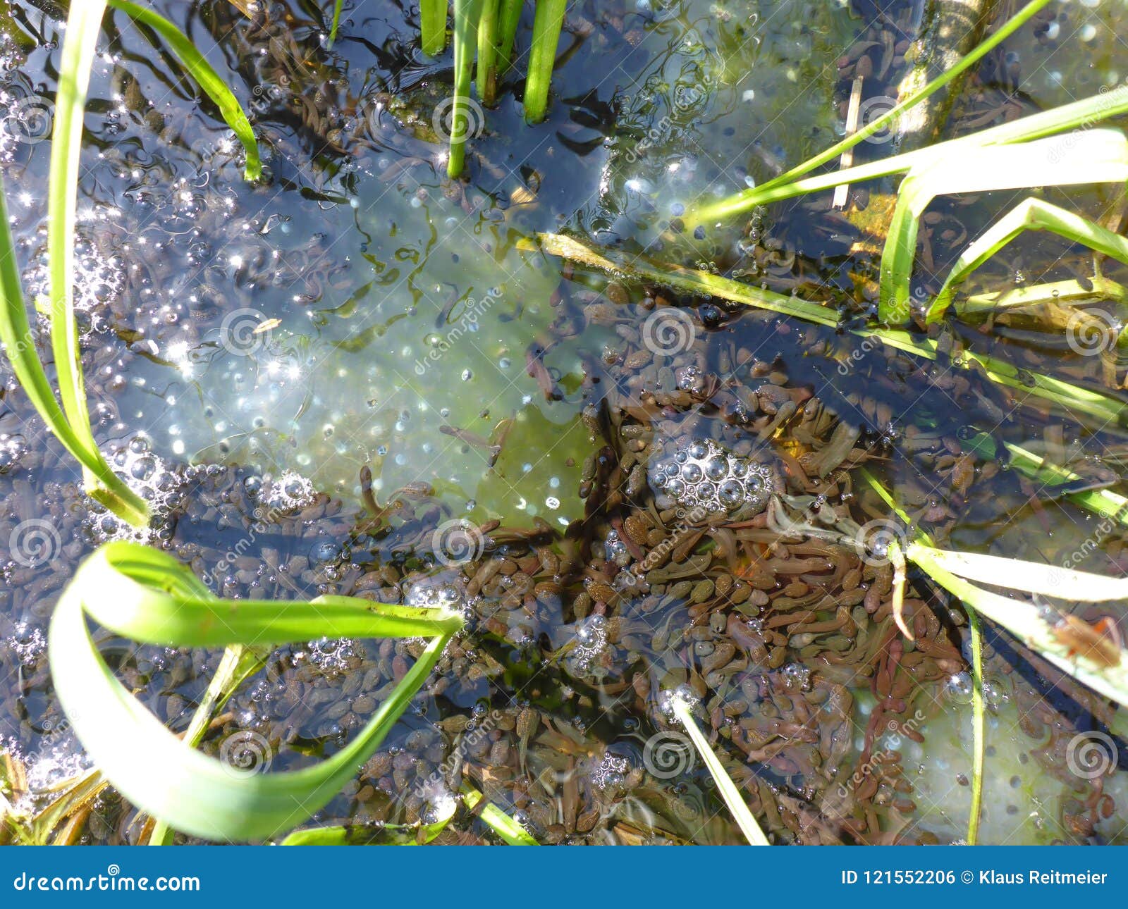 Tadpoles and Frog Spawn from European Common Frog Stock Photo - Image ...