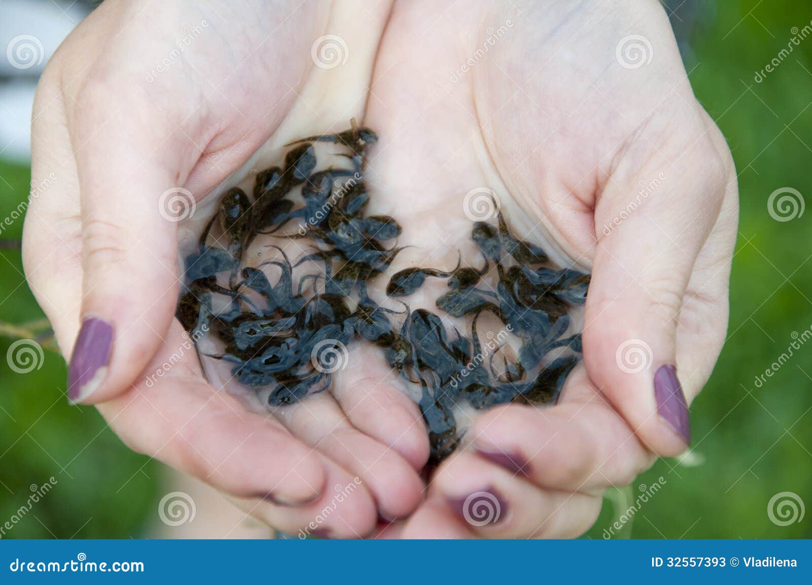 Tadpoles frogs in hands stock image. Image of development - 32557393