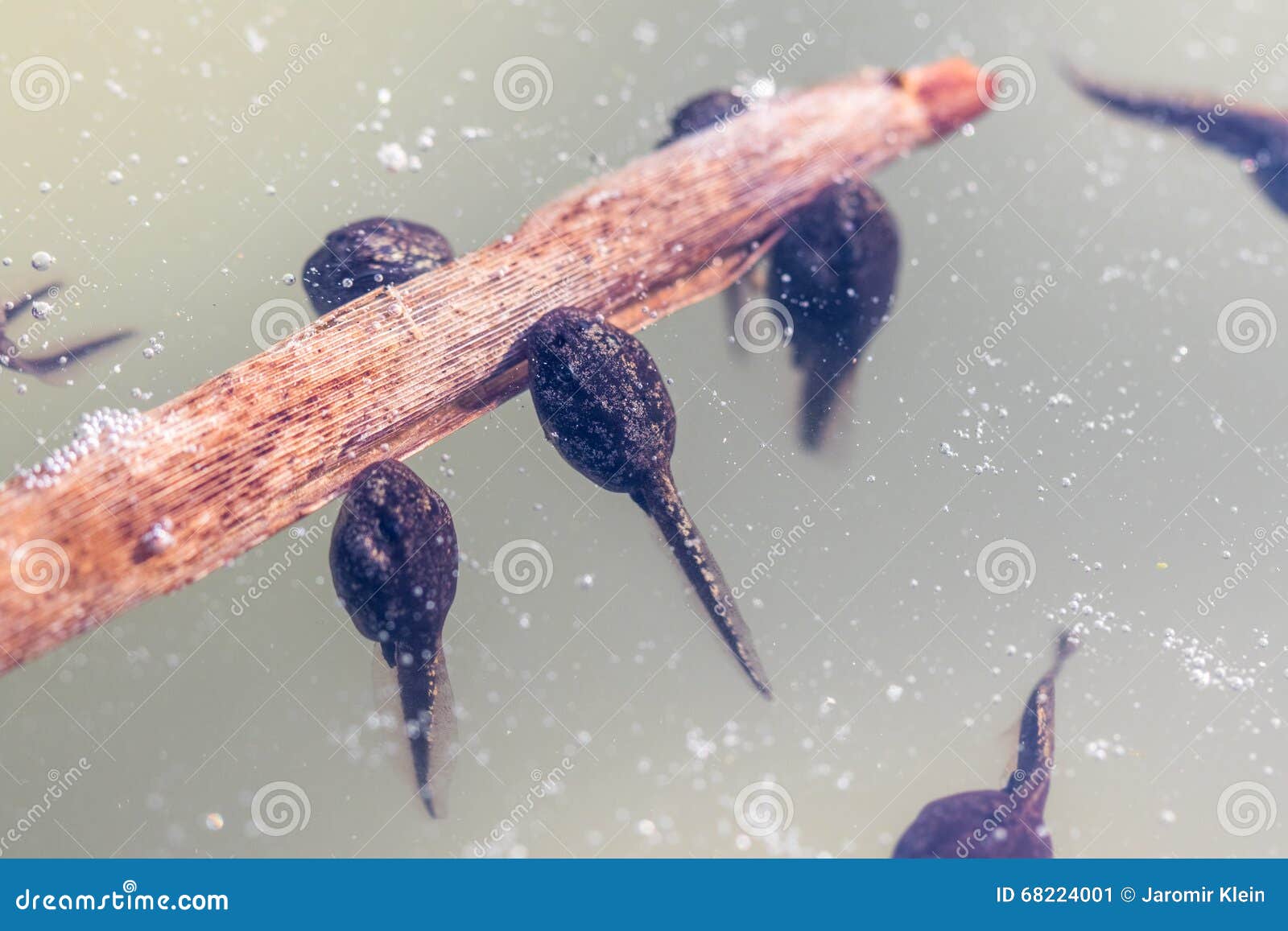 Tadpoles (Frogs in the Larval Stage) Underwater on a Stalk Stock Image ...
