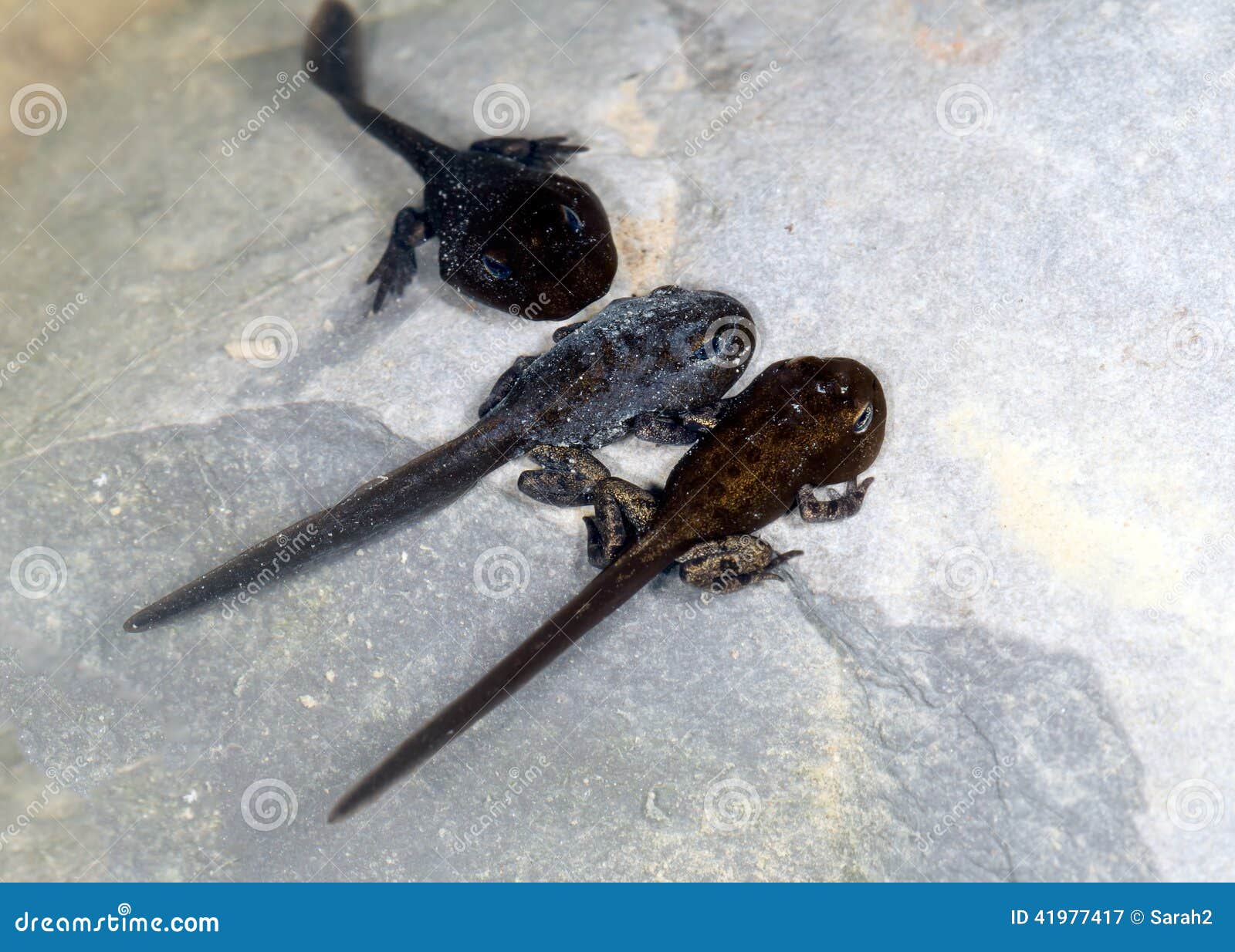 Tadpoles - Frogs and Toad in Stream, with Legs Dev Stock Image - Image ...