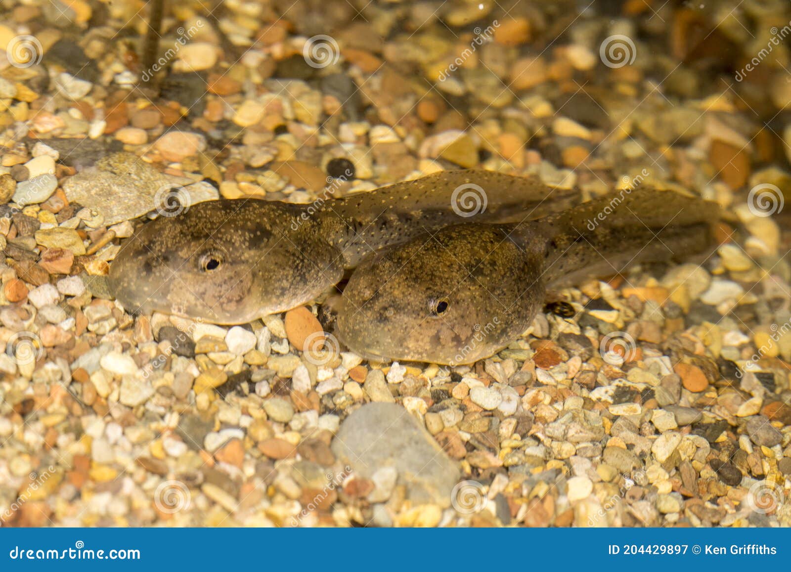 Great Barred Frog Tadpoles stock image. Image of australia - 204429897