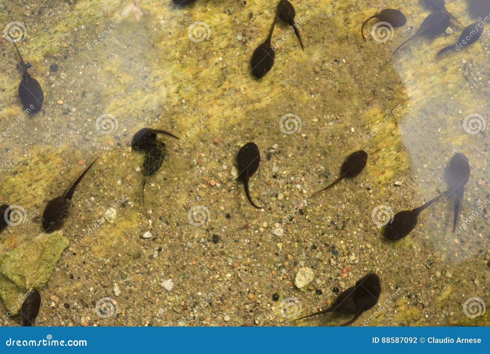 Tadpoles stock photo. Image of frog, reptiles, lake, group - 88587092