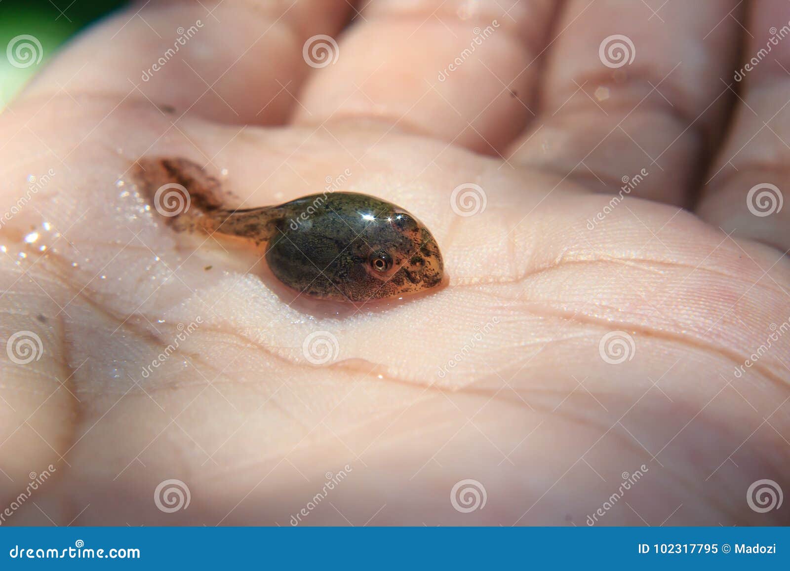 Tadpoles in hand stock image. Image of wildlife, water - 102317795