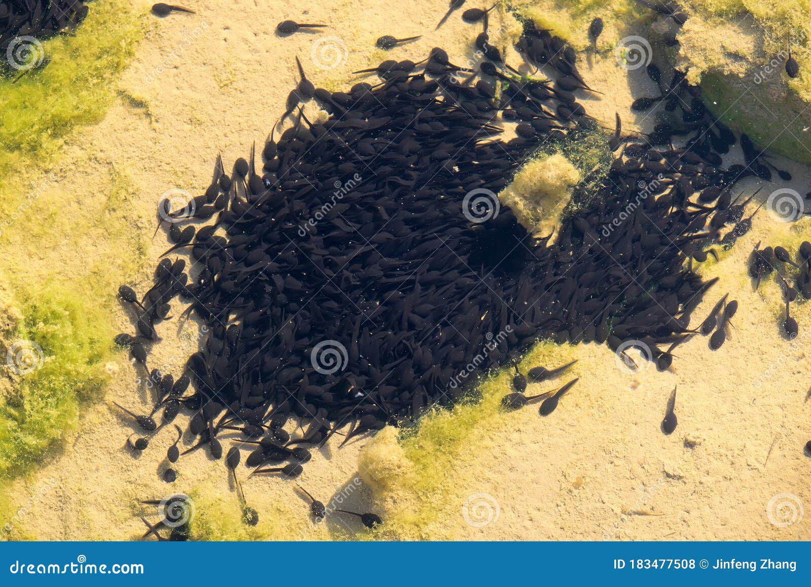 Tadpoles stock photo. Image of toad, animal, wild, tadpoles - 183477508