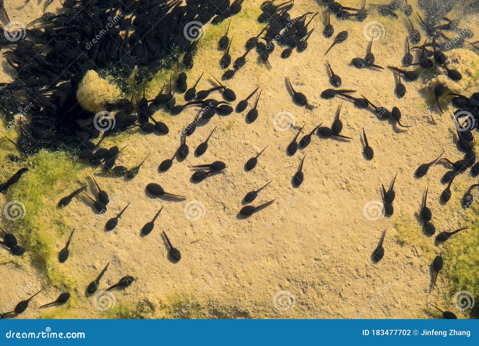 Tadpoles stock photo. Image of tadpole, closeup, life - 183477702