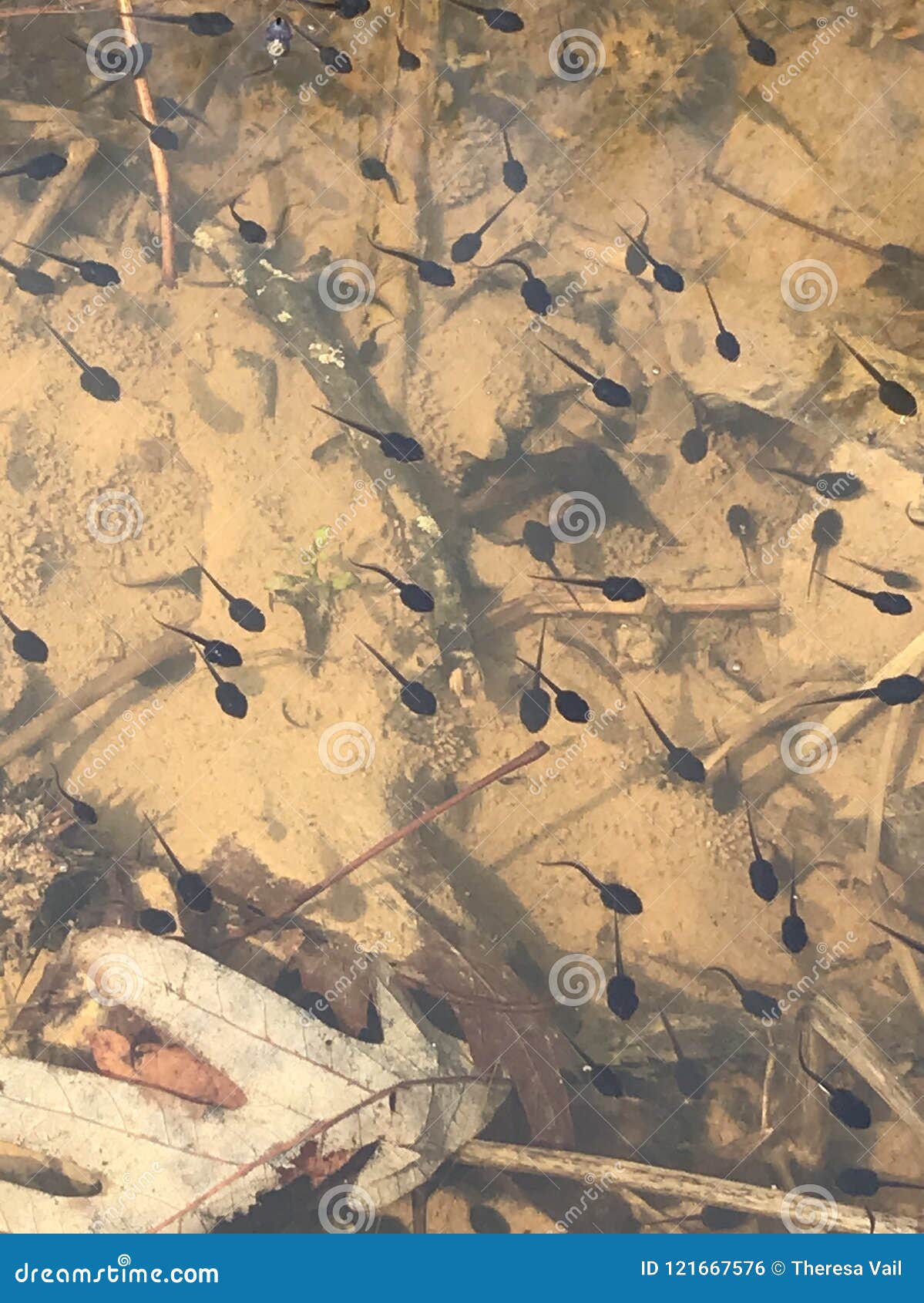 Tadpoles stock photo. Image of pollywogs, tadpoles, shallow - 121667576