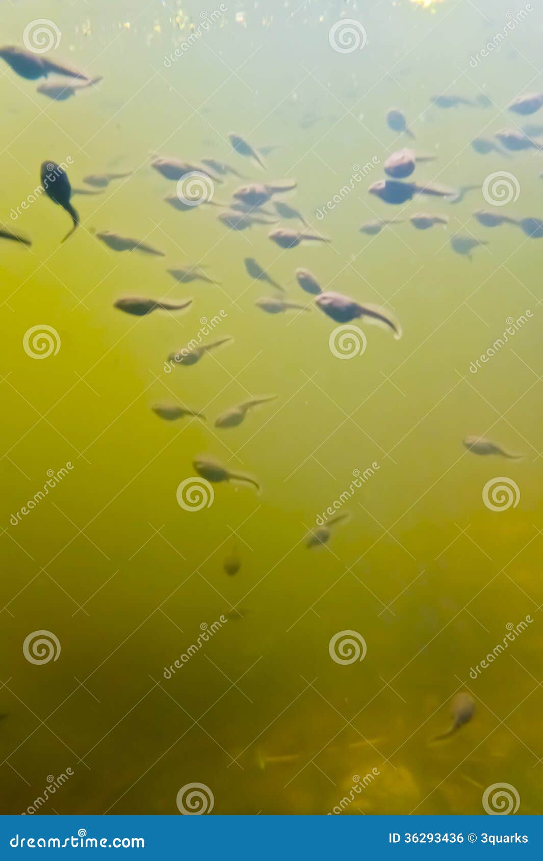 Tadpoles stock photo. Image of larva, pool, toads, biological - 36293436