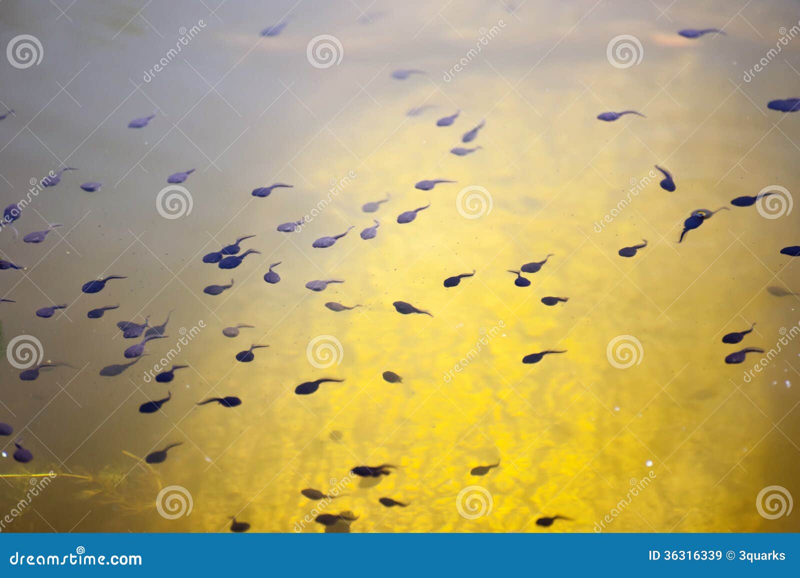 Tadpoles stock image. Image of larvae, toad, zoological - 36316339