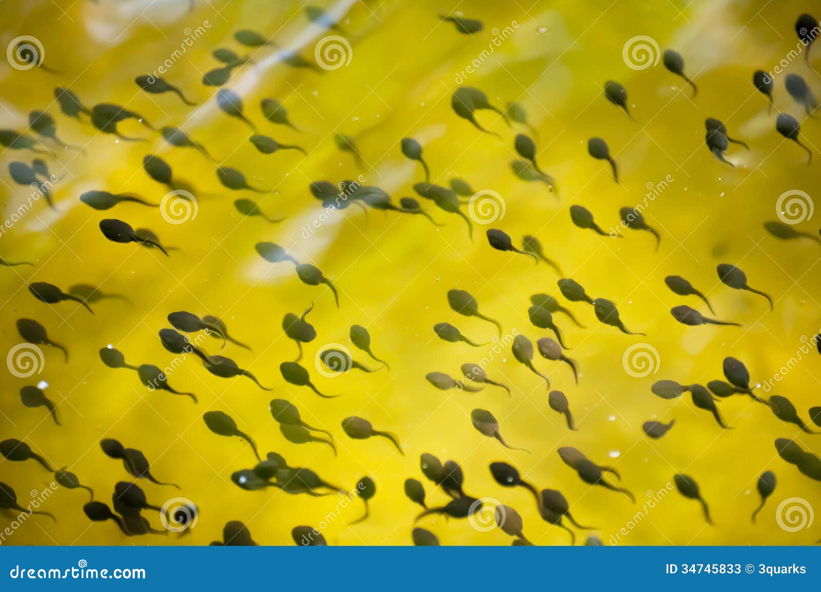 Tadpoles stock image. Image of polliwog, pond, creature - 34745833