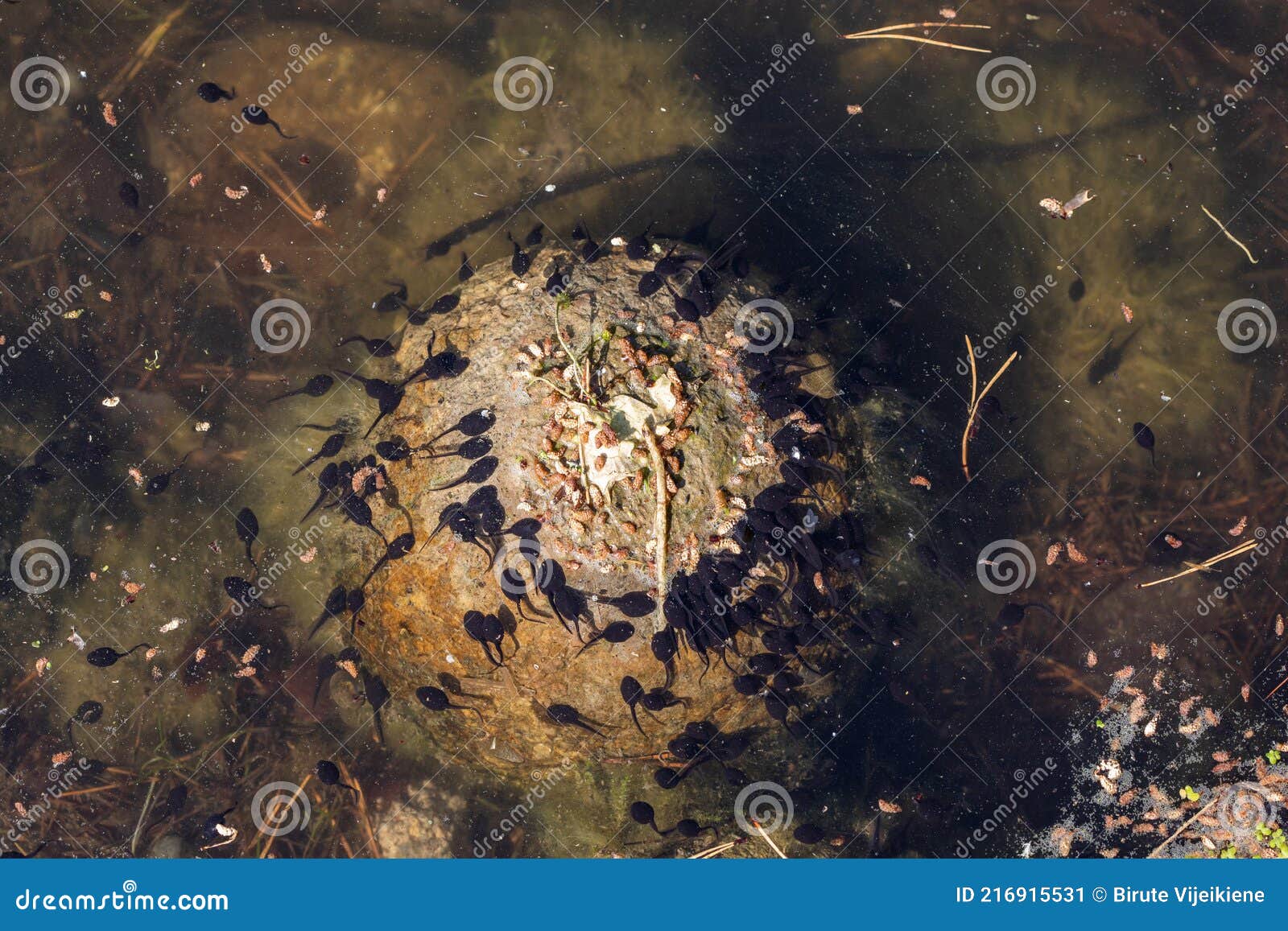 Tadpoles in the pond water stock image. Image of spawn - 216915531