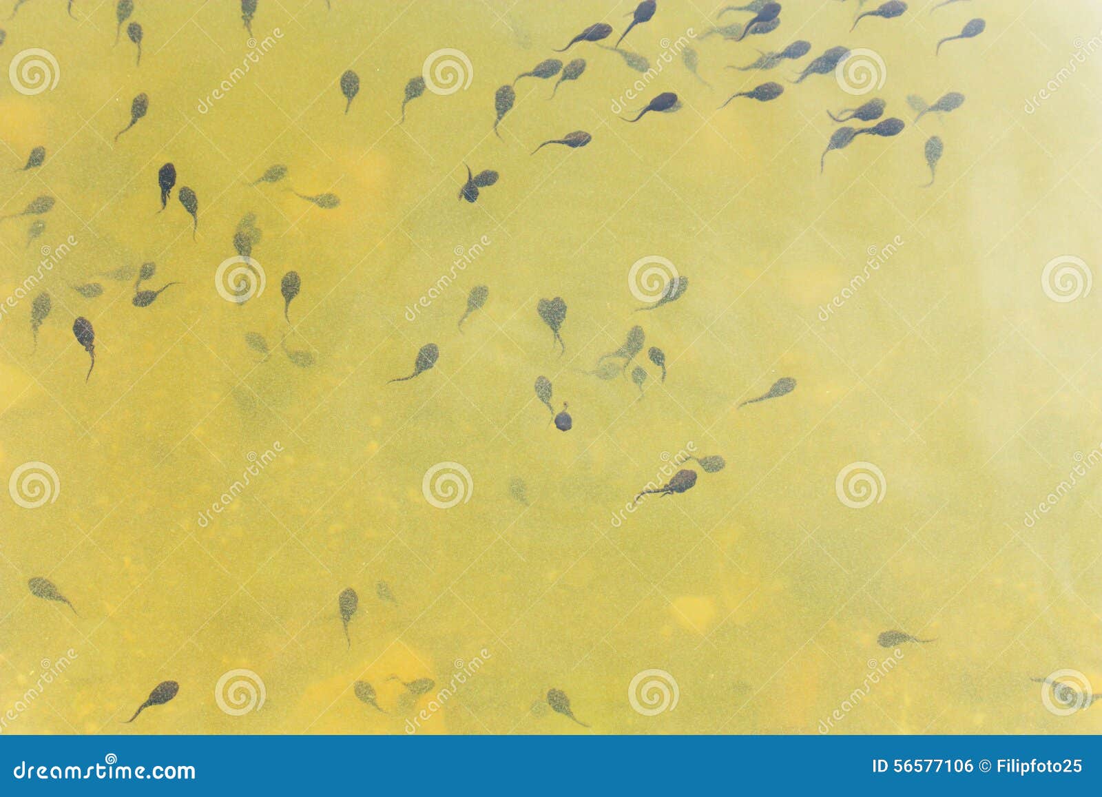 Tadpoles stock photo. Image of environment, dark, directions - 56577106