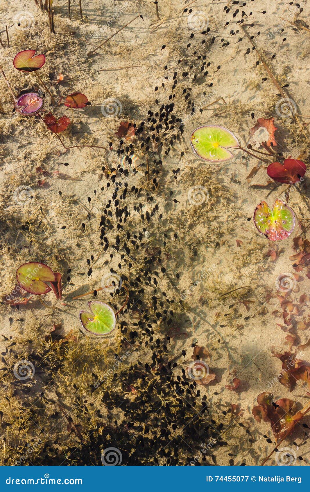 Tadpoles Swim Underwater Pond Stock Image - Image of little, common ...