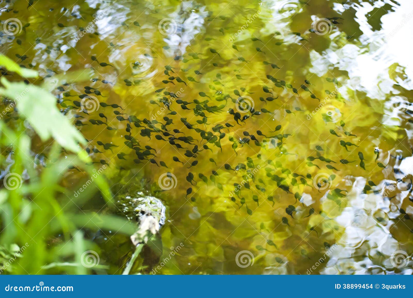 113 Frog Swarm Photos - Free & Royalty-Free Stock Photos from Dreamstime