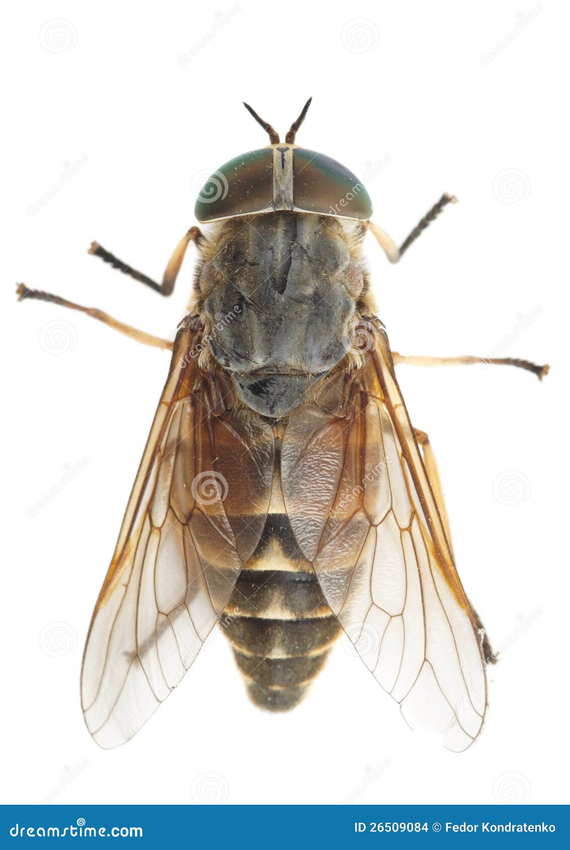 Tafano fotografia stock. Immagine di vivo, difettoso - 26509084