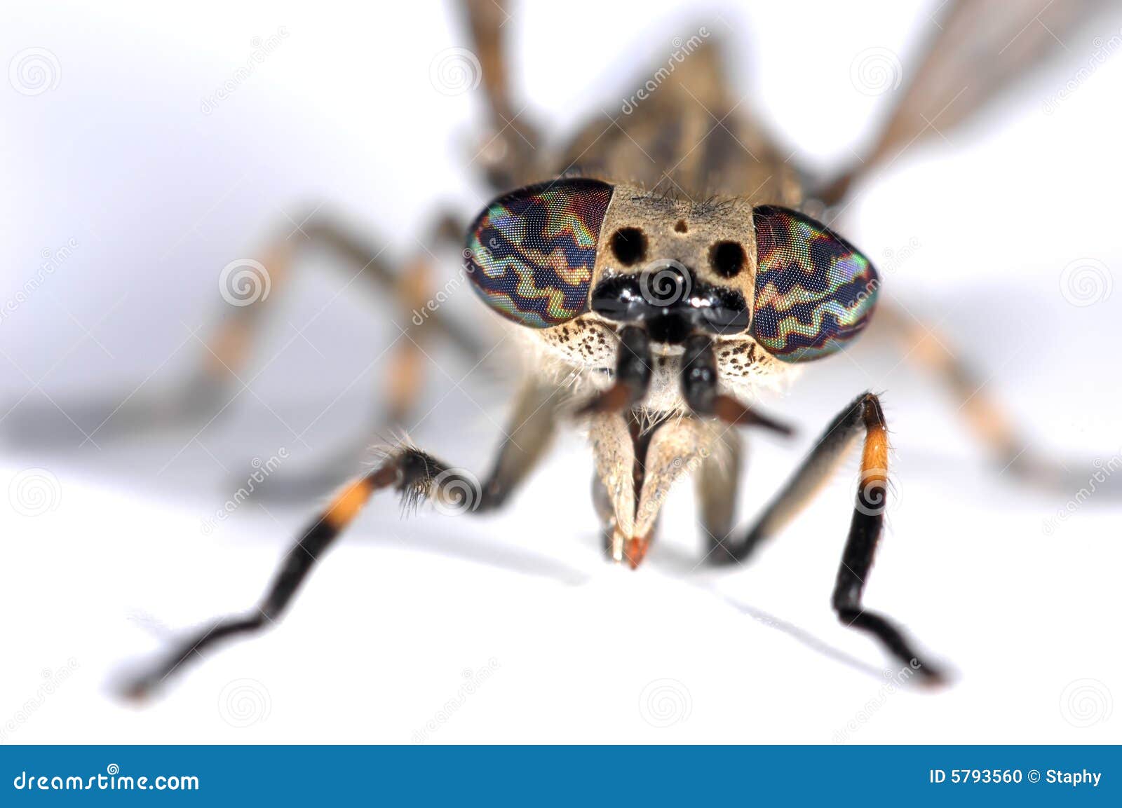 Tafano fotografia stock. Immagine di faccia, mosche, sfaccettatura ...