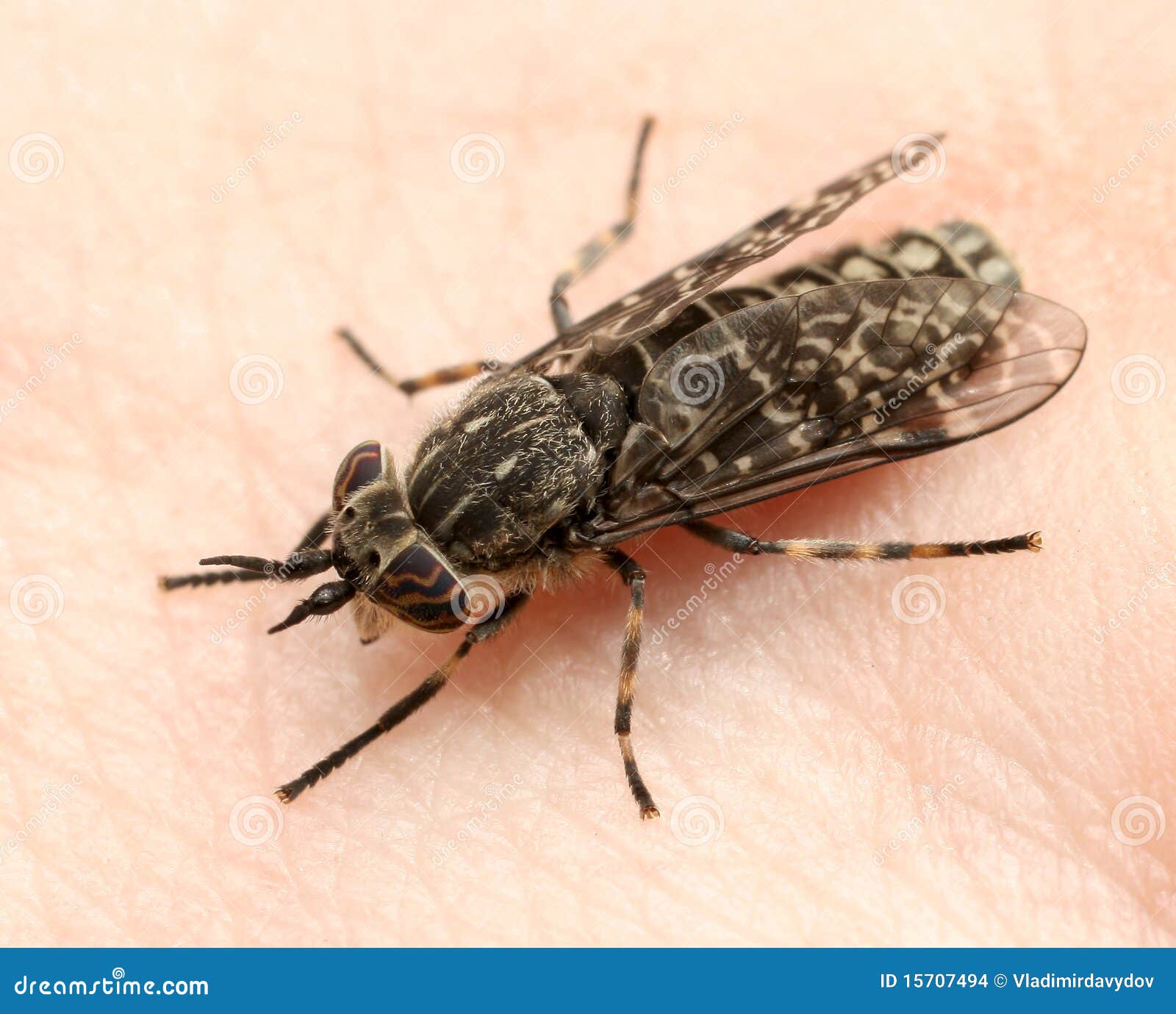 Tafano bloodsucking fotografia stock. Immagine di crudele - 15707494