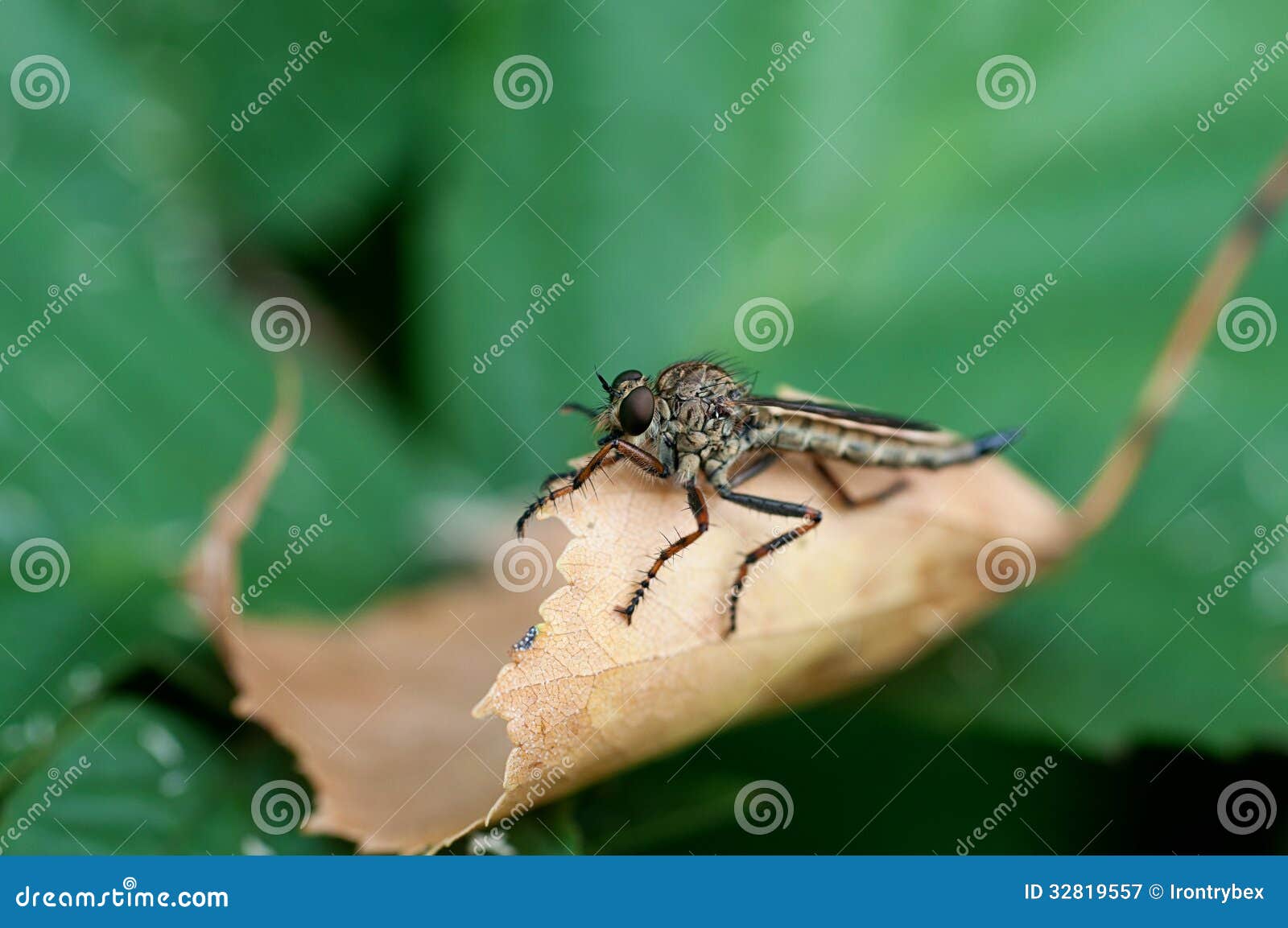 Tafano Del Gad Dell'insetto Immagine Stock - Immagine di chiusura ...