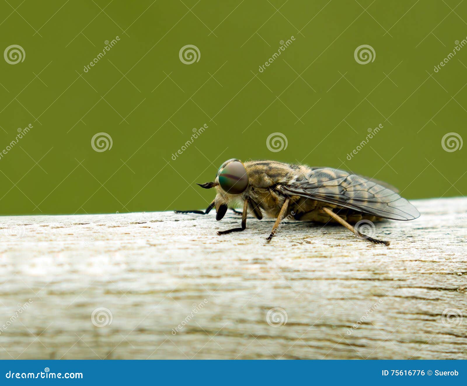 Tafano Di Brown Osservato Banda Fotografia Stock - Immagine di cavallo ...