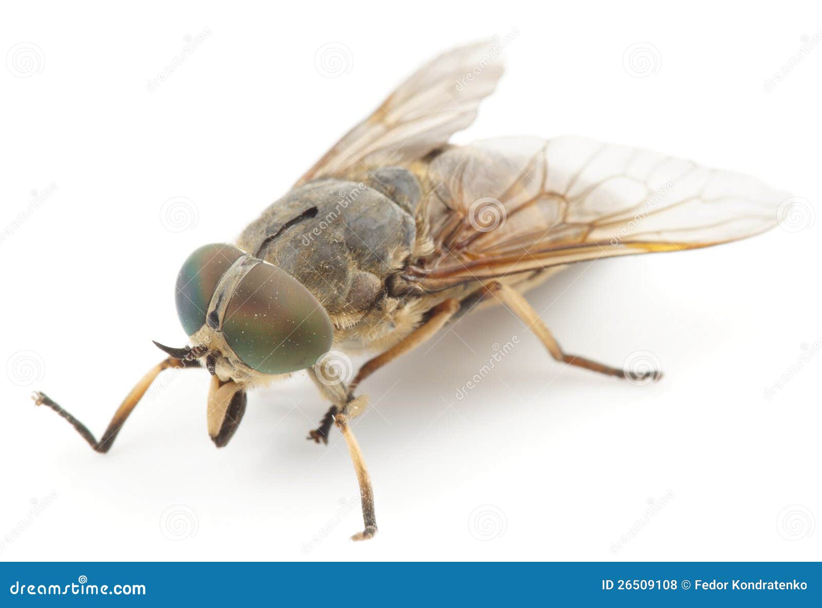 Tafano, isolato fotografia stock. Immagine di isolato - 26509108