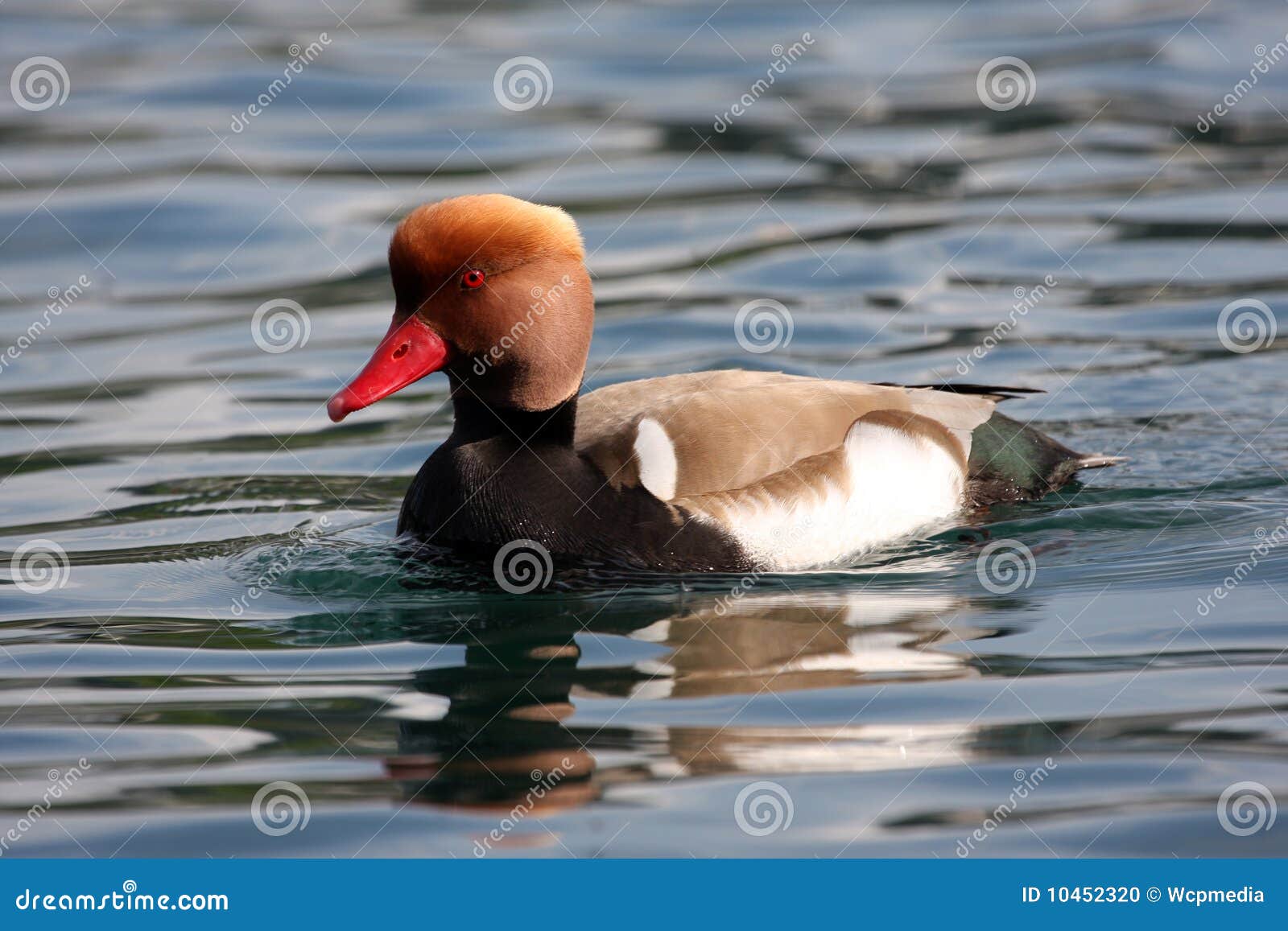 Tafeleend met rode kuif stock foto. Image of water, wild - 10452320