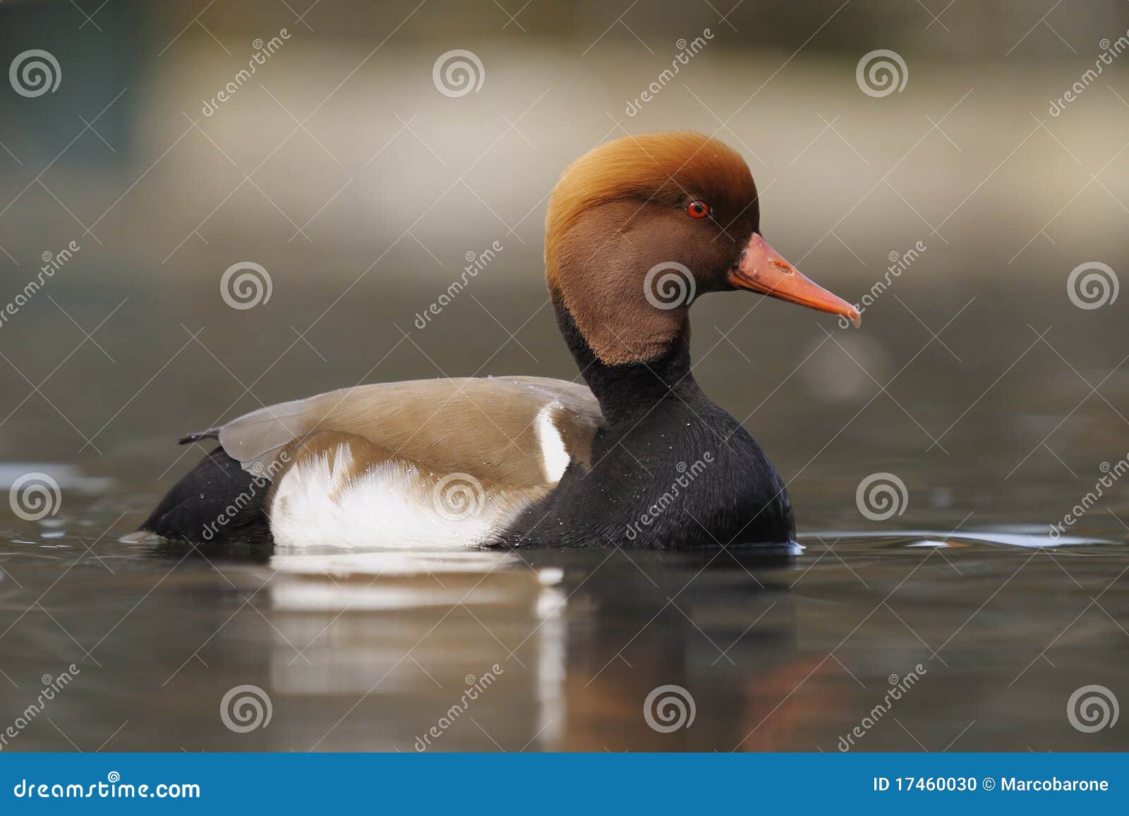 Tafeleend Met Rode Kuif - Rufina Netta Stock Foto - Image of kuif ...