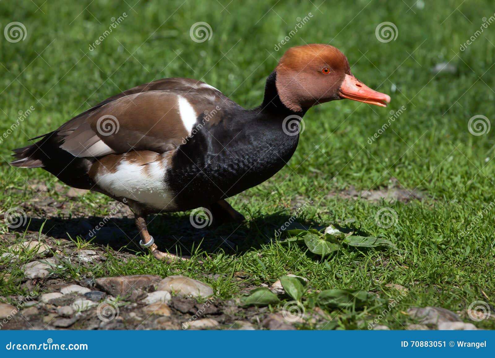 Tafeleend Met Rode Kuif (rufina Netta) Stock Afbeelding - Image of ...
