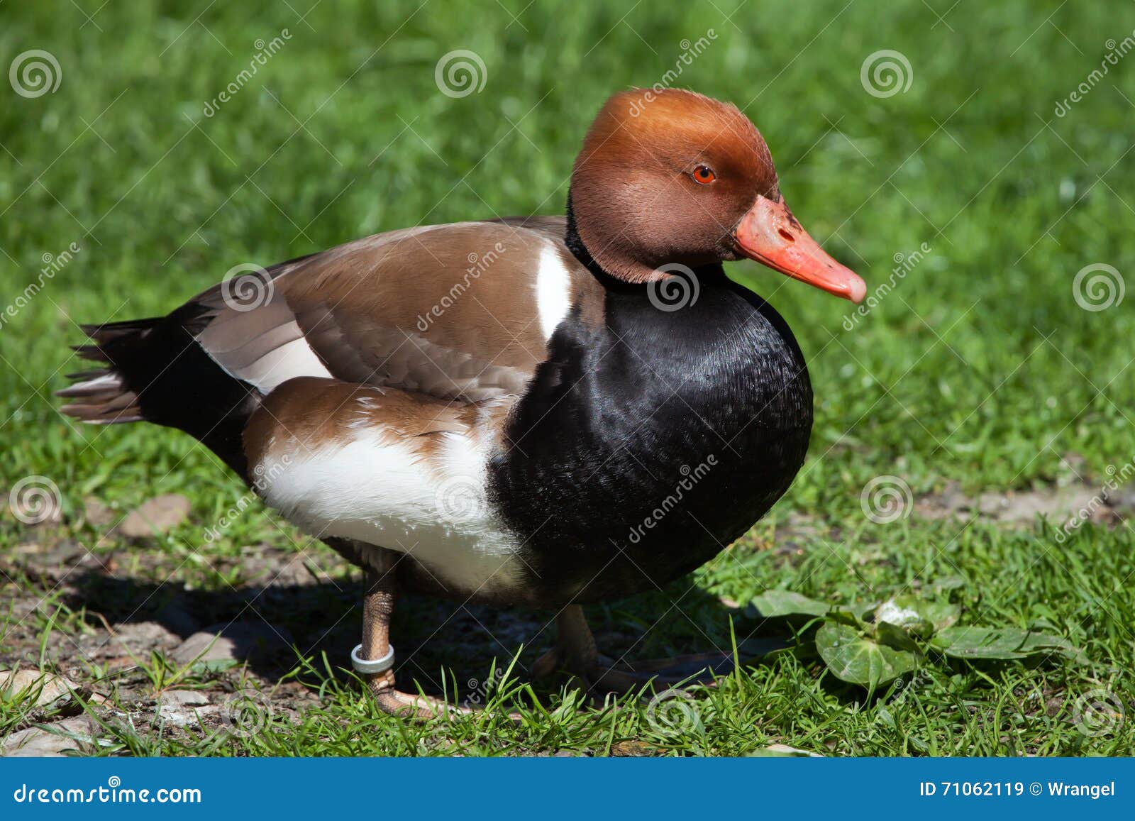 Tafeleend Met Rode Kuif (rufina Netta) Stock Afbeelding - Image of ...